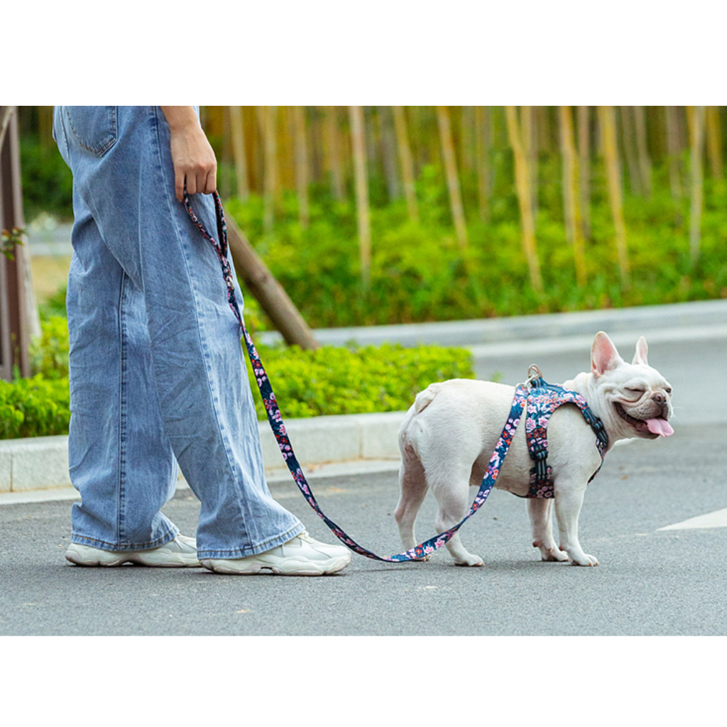Correa Azul Spring – Mali Pets